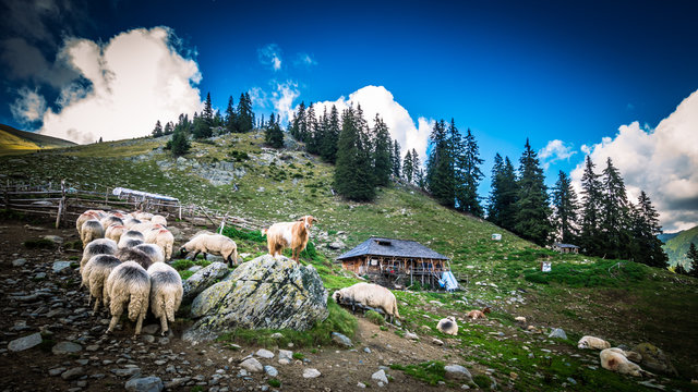 รูปภาพWallachia – เลือกดูภาพถ่ายสต็อก เวกเตอร์ และวิดีโอ2,747 | Adobe Stock