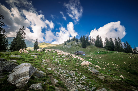 รูปภาพWallachia – เลือกดูภาพถ่ายสต็อก เวกเตอร์ และวิดีโอ2,747 | Adobe Stock