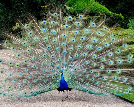 Peacock Bird Pictures