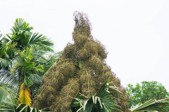 "Buri Palm"-Bilder: Stock-Fotos & -Videos. | Adobe Stock