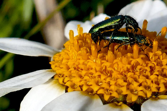 รูปภาพInsecto – เลือกดูภาพถ่ายสต็อก เวกเตอร์ และวิดีโอ2,813,180 | Adobe ...