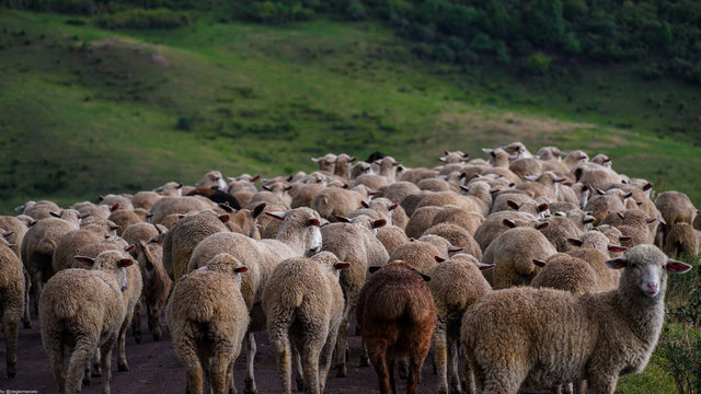 Flock Sheep Images – Browse 135,226 Stock Photos, Vectors, and Video ...