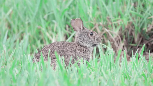 "Marsh Rabbit" Images – Browse 167 Stock Photos, Vectors, and Video ...
