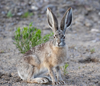 Jack Rabbit With Horns
