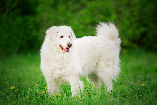 Hundefoto bilder – Bläddra bland 1,549 stockfoton, vektorer och videor ...