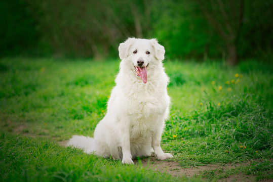 Hundefotos Images – Browse 63 Stock Photos, Vectors, and Video | Adobe ...
