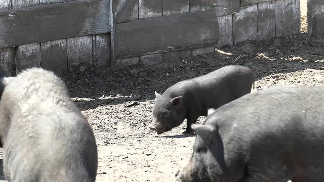 "Black Pigs" Bilder – Durchsuchen 547 Archivfotos, Vektorgrafiken und ...