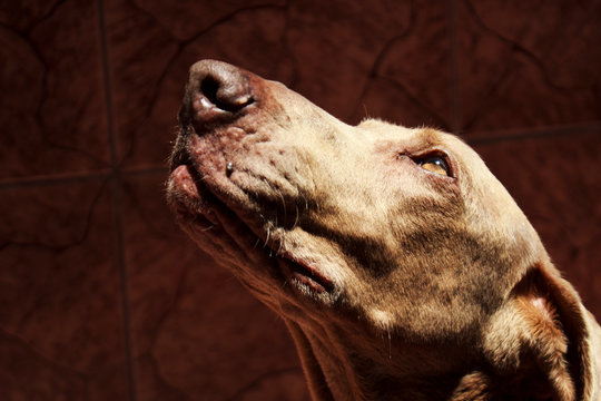 Why Does My Dog Stare At The Sun