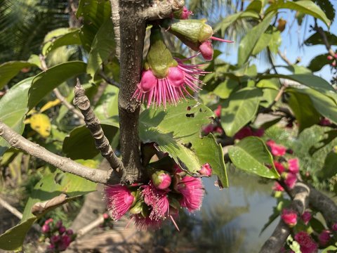 รูปภาพPomerac – เลือกดูภาพถ่ายสต็อก เวกเตอร์ และวิดีโอ164 | Adobe Stock