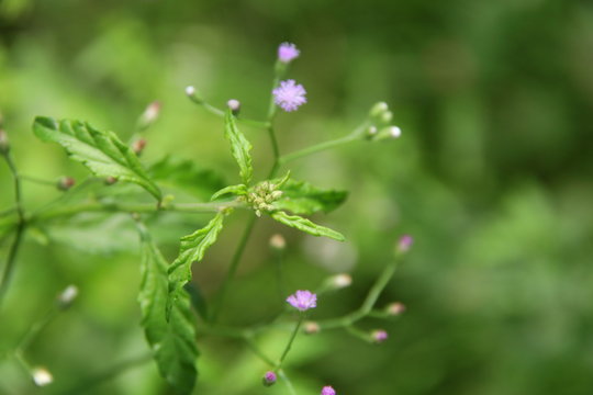 รูปภาพIronweed – เลือกดูภาพถ่ายสต็อก เวกเตอร์ และวิดีโอ915 | Adobe Stock