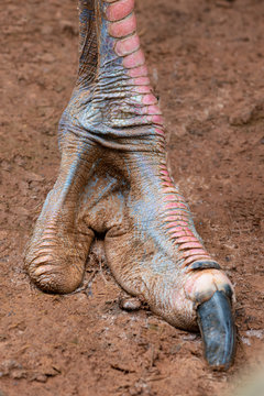 Pata 이미지 – 찾아보기 11,170 스톡 사진, 벡터 및 비디오 | Adobe Stock