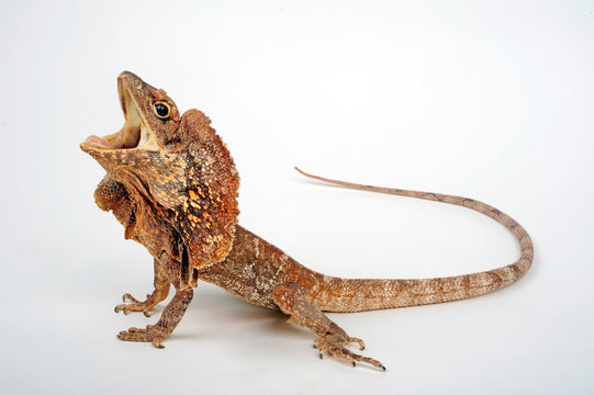 "Frilled Lizard" Images – Browse 1,255 Stock Photos, Vectors, and Video ...