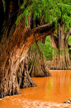 Ahuehuete bilder – Bläddra bland 271 stockfoton, vektorer och videor ...