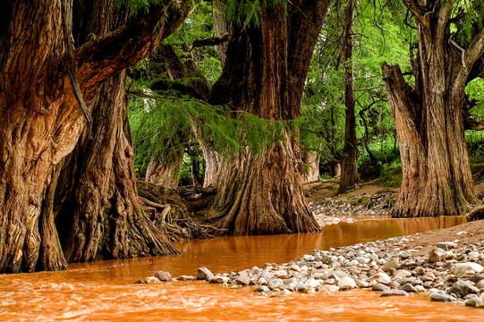 Ahuehuete Bilder – Durchsuchen 239 Archivfotos, Vektorgrafiken und ...