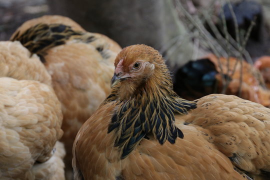 Riesenhuhn Bilder – Durchsuchen 1,437 Archivfotos, Vektorgrafiken und ...
