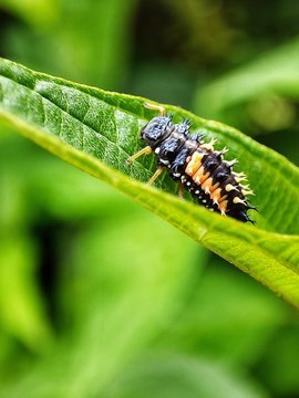 Imágenes de Larwa: descubre bancos de fotos, ilustraciones, vectores y ...