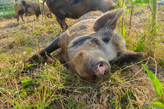 "Pig Sty" Bilder – Durchsuchen 286 Archivfotos, Vektorgrafiken und ...