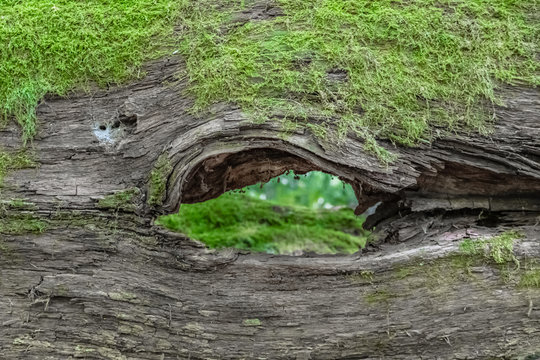 รูปภาพDecomposition – เลือกดูภาพถ่ายสต็อก เวกเตอร์ และวิดีโอ28,619 ...