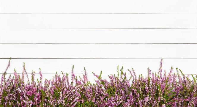 Boder Images – Browse 16 Stock Photos, Vectors, and Video | Adobe Stock