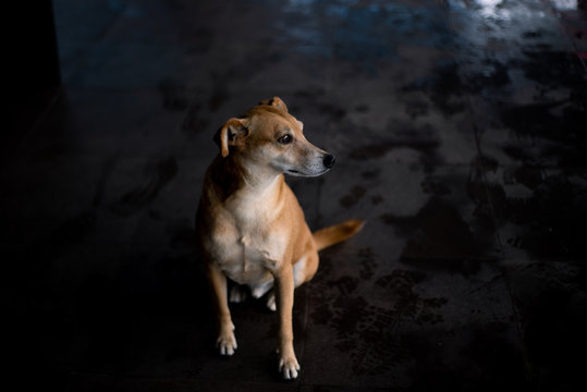 "Lonely Dog" Images – Browse 314 Stock Photos, Vectors, and Video ...