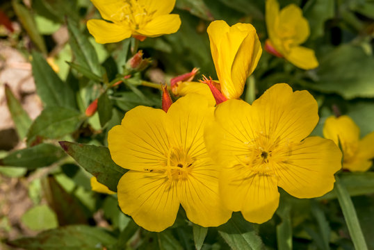 Onagra Images – Browse 56 Stock Photos, Vectors, and Video | Adobe Stock