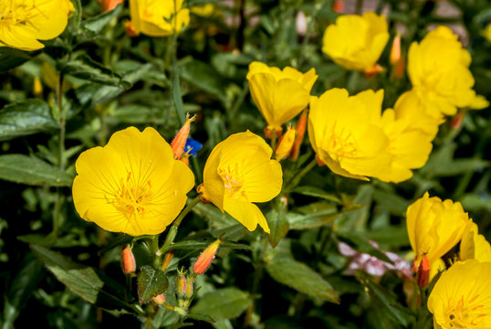 Onagra Images – Browse 56 Stock Photos, Vectors, and Video | Adobe Stock