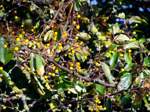 Pyracanthus Bilder – Durchsuchen 4,941 Archivfotos, Vektorgrafiken und ...