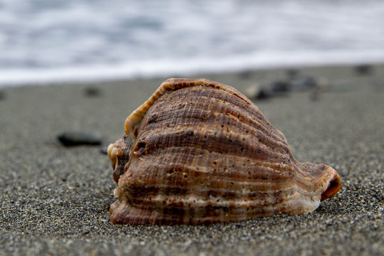 รูปภาพKoncha – เลือกดูภาพถ่ายสต็อก เวกเตอร์ และวิดีโอ168 | Adobe Stock