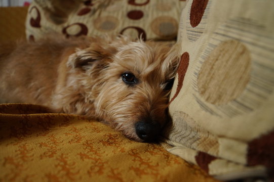 Black Cairn Terrier Dachshund Mix