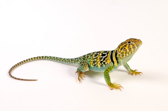 รูปภาพAcrodonta – เลือกดูภาพถ่ายสต็อก เวกเตอร์ และวิดีโอ11,557 | Adobe ...