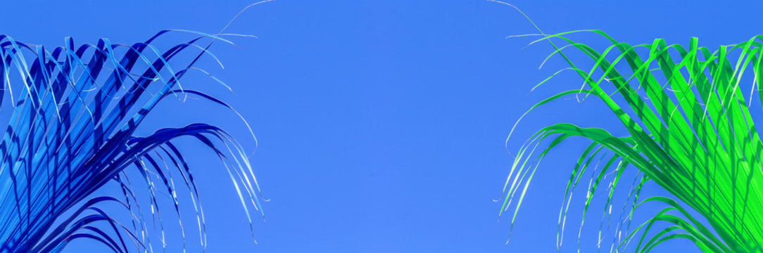 รูปภาพLatanier – เลือกดูภาพถ่ายสต็อก เวกเตอร์ และวิดีโอ355 | Adobe Stock