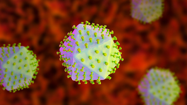 Asfarviridae - Images et vidéos libres de droits | Adobe Stock