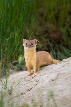 รูปภาพWeasel – เลือกดูภาพถ่ายสต็อก เวกเตอร์ และวิดีโอ19,660 | Adobe Stock