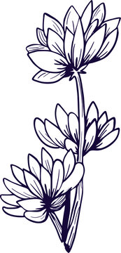 535 BEST Locoweed IMAGES, STOCK PHOTOS & VECTORS | Adobe Stock