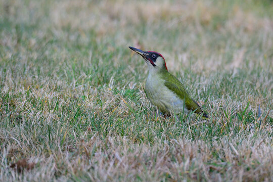 รูปภาพErdspecht – เลือกดูภาพถ่ายสต็อก เวกเตอร์ และวิดีโอ155 | Adobe Stock