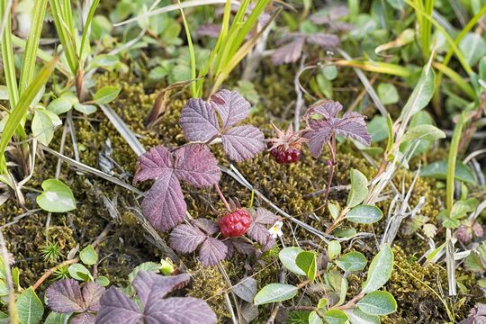 「Nagoonberry」の写真素材 | 5件の無料イラスト画像 | Adobe Stock