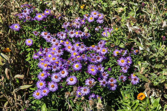 "Asteraceae Family" Images – Browse 632 Stock Photos, Vectors, and ...