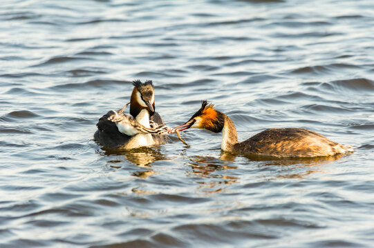 Imágenes de Fuut: descubre bancos de fotos, ilustraciones, vectores y ...