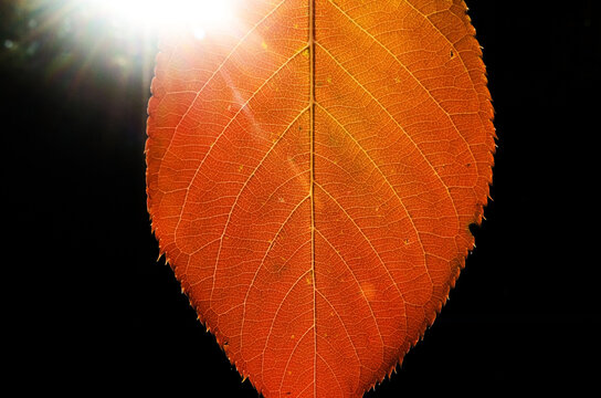 "Transparent Leaf" Images – Browse 130 Stock Photos, Vectors, and Video ...