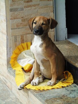 รูปภาพCanidae – เลือกดูภาพถ่ายสต็อก เวกเตอร์ และวิดีโอ70,363 | Adobe Stock