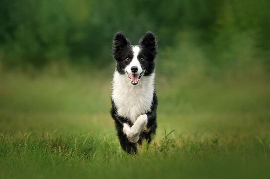 Free Dog Images – Browse 14,393 Free Stock Photos, Vectors, and Video ...
