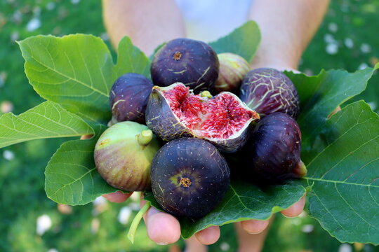 Fig Fruit Ripe