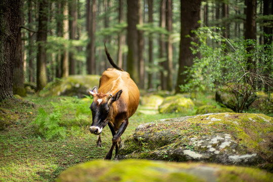 oloololo photos, images, assets | Adobe Stock