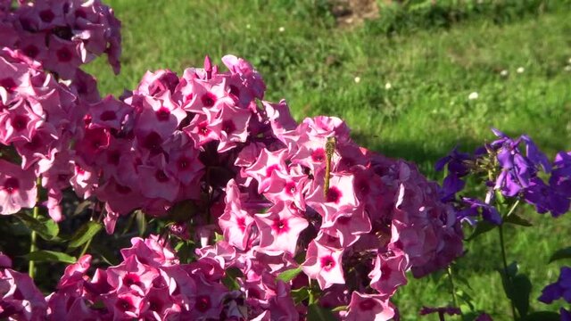 Flox Images – Browse 540 Stock Photos, Vectors, and Video | Adobe Stock