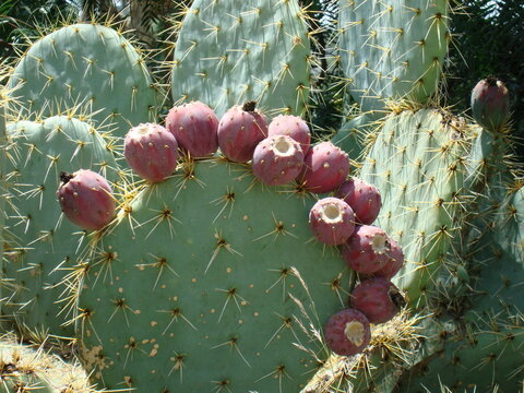 Penca 이미지 – 찾아보기 731 스톡 사진, 벡터 및 비디오 | Adobe Stock