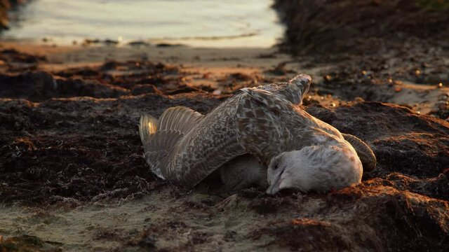 "Dead Seagull" Images – Browse 52 Stock Photos, Vectors, and Video ...