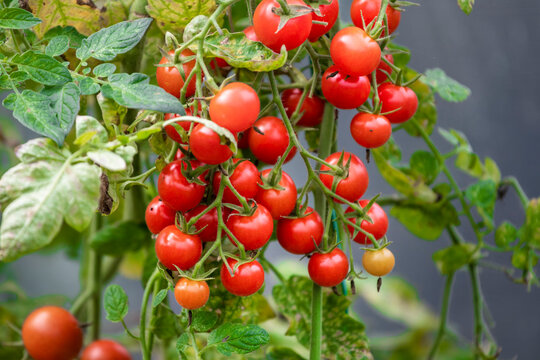 Strauchtomaten Bilder – Durchsuchen 43,090 Archivfotos, Vektorgrafiken ...