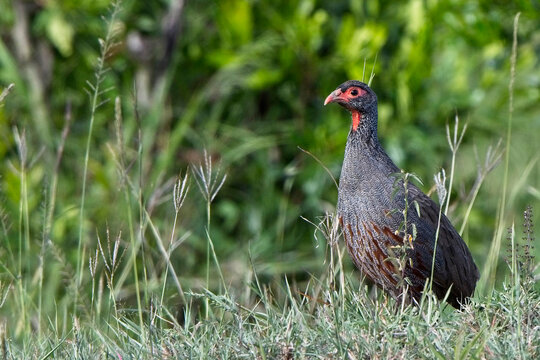 "Red-Necked Spurfowl" Images – Browse 124 Stock Photos, Vectors, and ...