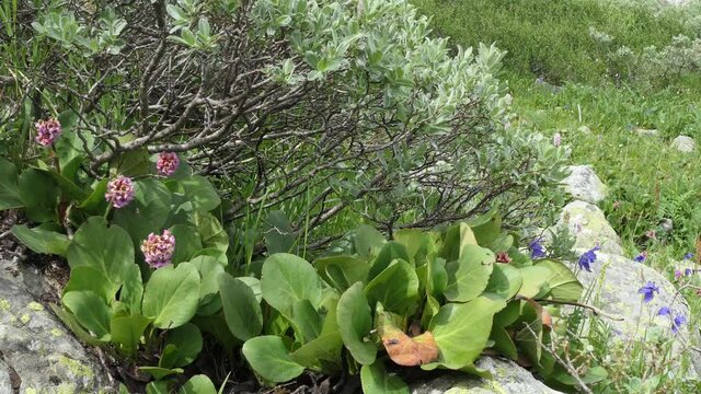 Dwarf Willow Images – Browse 506 Stock Photos, Vectors, and Video ...