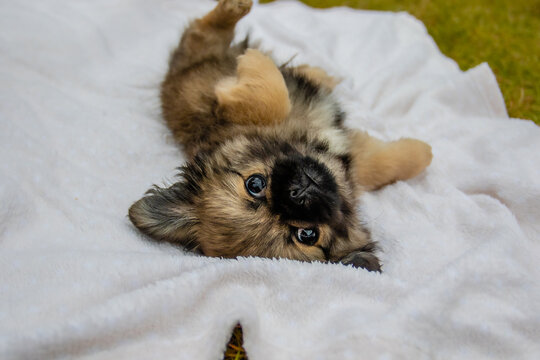 รูปภาพPlaintive – เลือกดูภาพถ่ายสต็อก เวกเตอร์ และวิดีโอ11,039 | Adobe ...